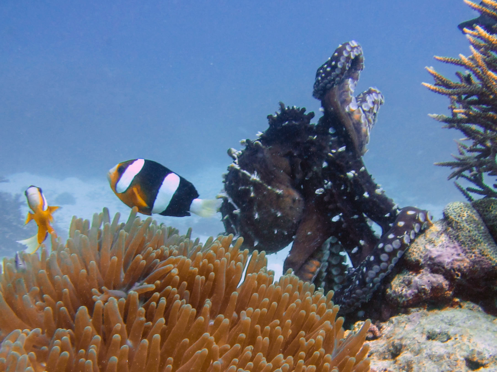Fish ID in Komodo National Park - Flores Diving Centre