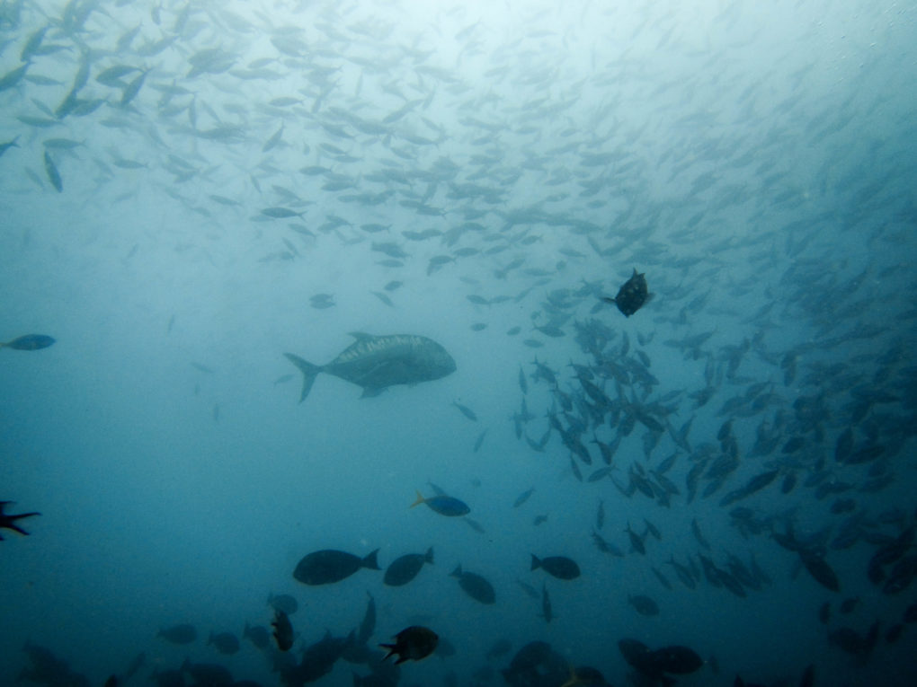 Fish ID in Komodo National Park - Flores Diving Centre